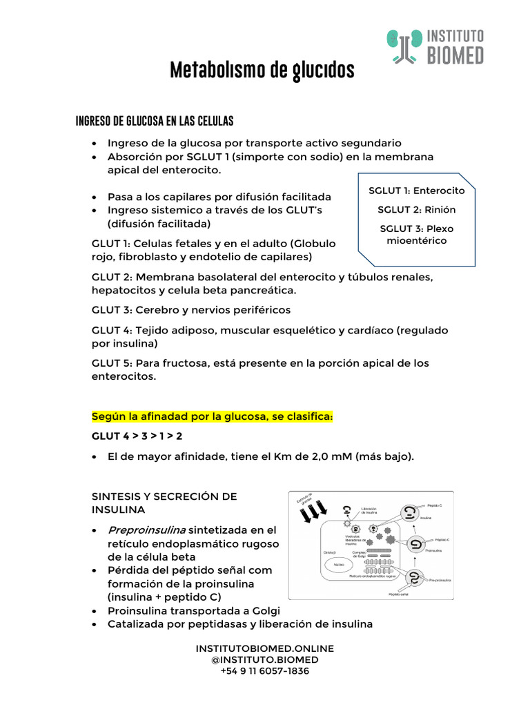 Metabolismo-de-glucidos | PDF | Insulina | Biología Celular