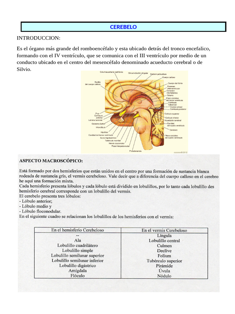 Neuro 2 Parte | PDF