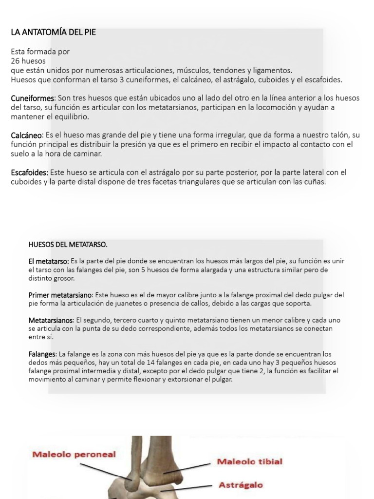 Anatomía del Tarso y Metatarso | PDF | Pie | Tobillo