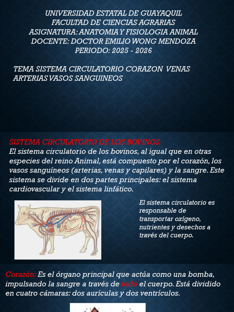 Sistema Circulatorio en Bovinos | PDF | Sistema circulatorio | Corazón