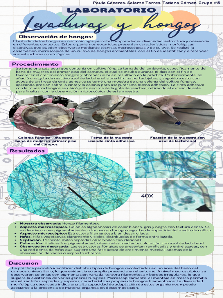 Infografía Hongos y Levaduras | PDF | Hongo | Levadura