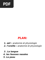 Anatomie Du Corps Genicule Lateral 2022 | PDF | Système visuel | Vision