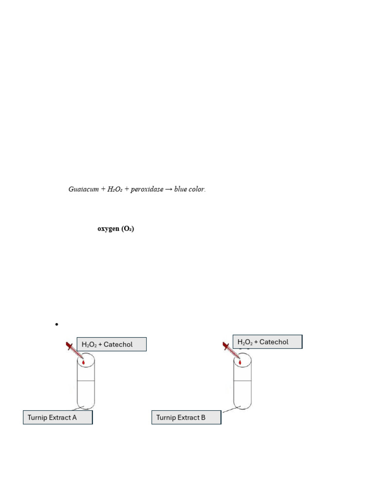 Answer Key of Training Module Practical Exam On Enzymes - Edited | PDF