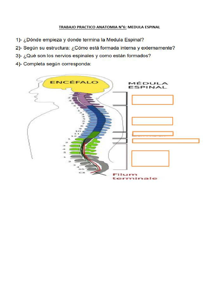 TP N°6 Anatomia - Medula Espinal | PDF