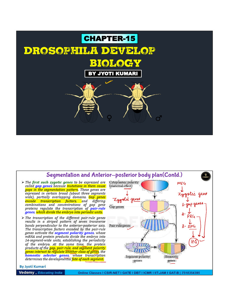 Chapter-15: Segmentation and Anterior-Posterior Body Plan (Contd ...