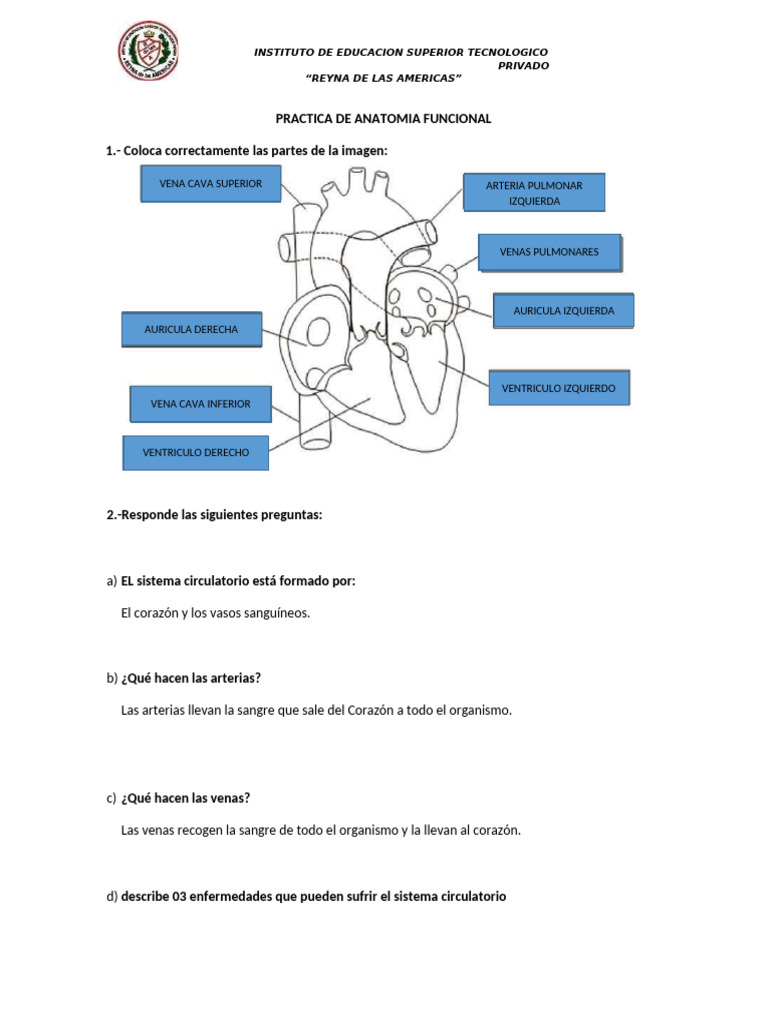 Anatomía y Cuidado del Sistema Circulatorio | PDF | Corazón | Sistema ...