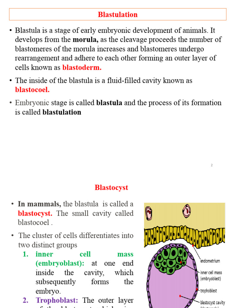 Blastulation and Gastrulation Overview | PDF | Embryo | Biology