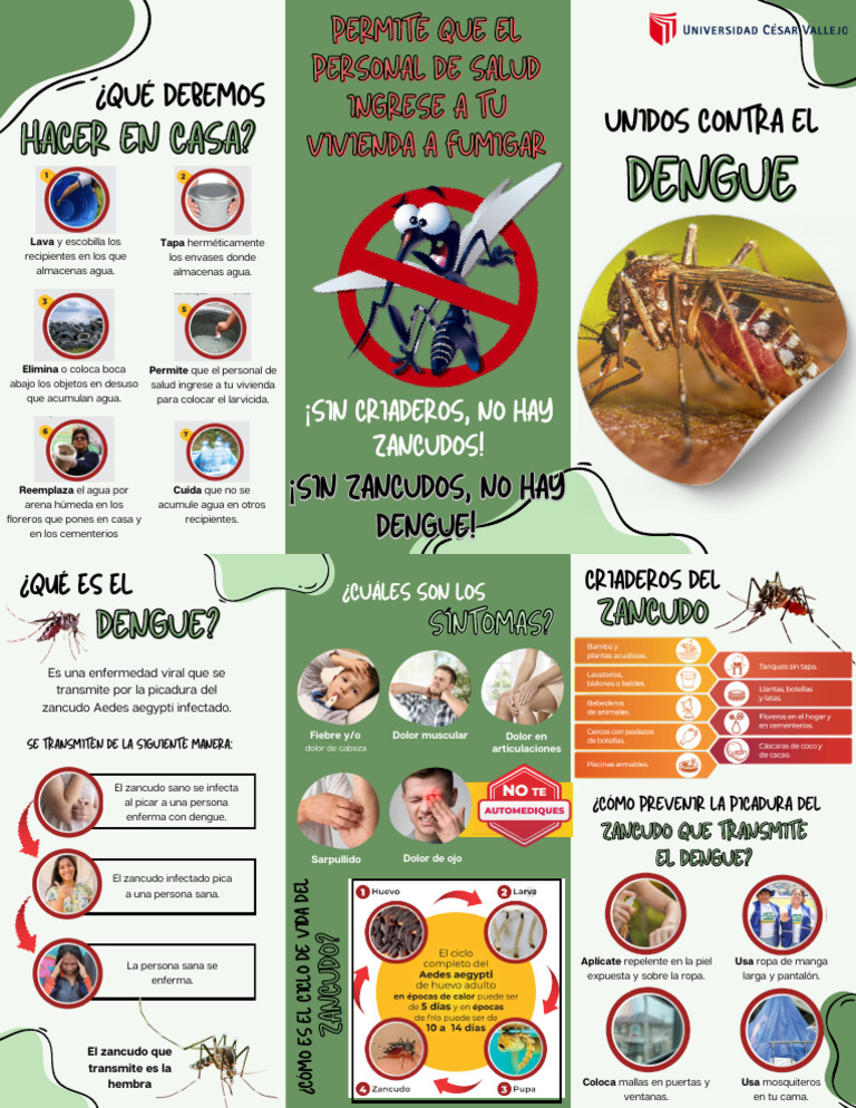 Triptico Dengue Final | PDF | Medicina | Enfermedades y trastornos humanos