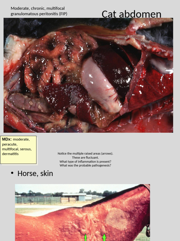Gross Lesions With Answers | PDF | Diseases And Disorders | Medical ...