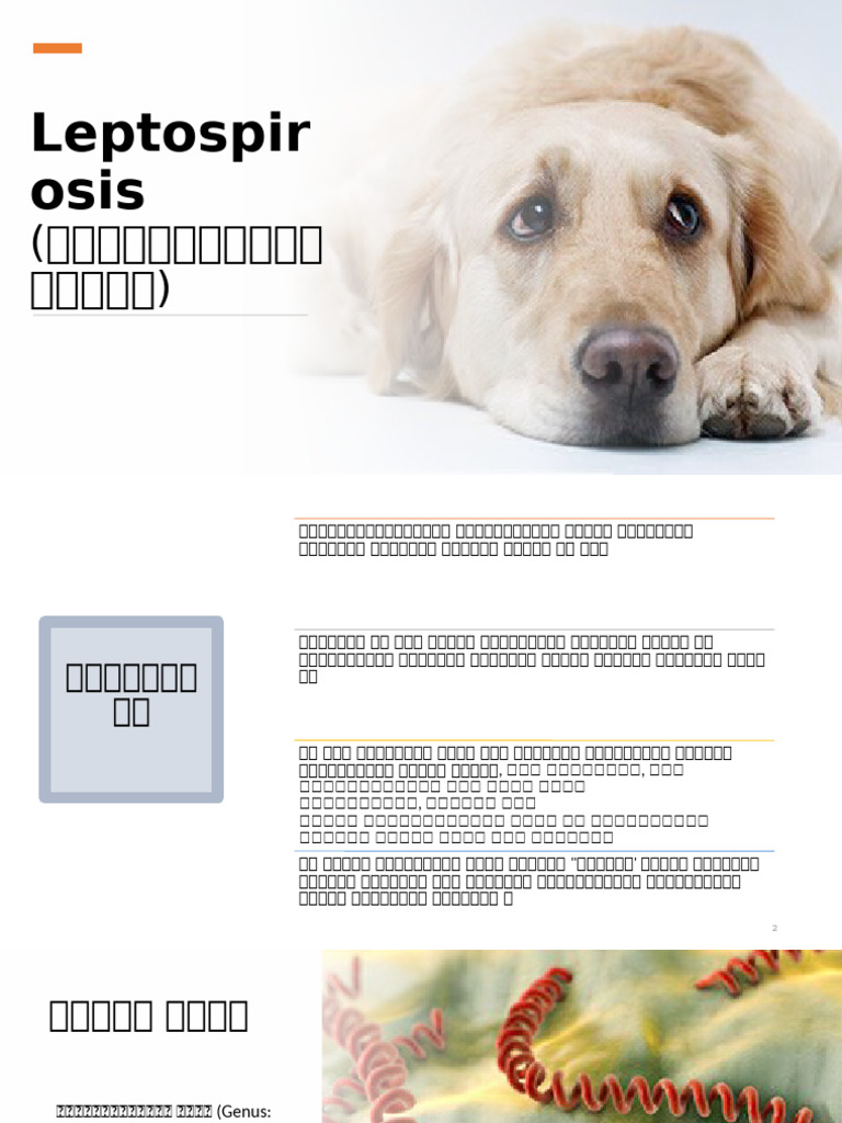 Lepto Spiros Is | PDF