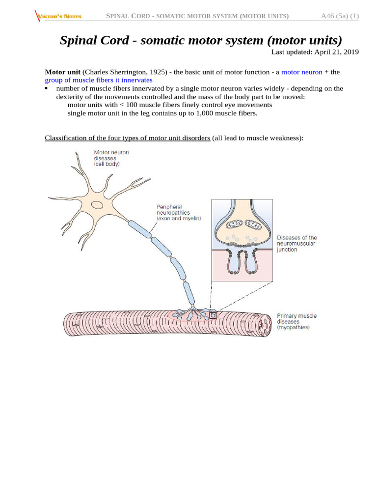 A46 (5a) - Spinal Cord - Somatic Motor System (Motor Units) | PDF