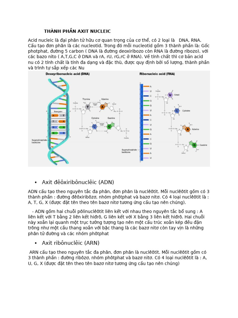 THÀNH PHẦN AXIT NUCLEIC | PDF