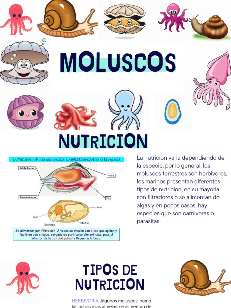 Nutrición y clasificación de moluscos | PDF | Moluscos | Bivalvia