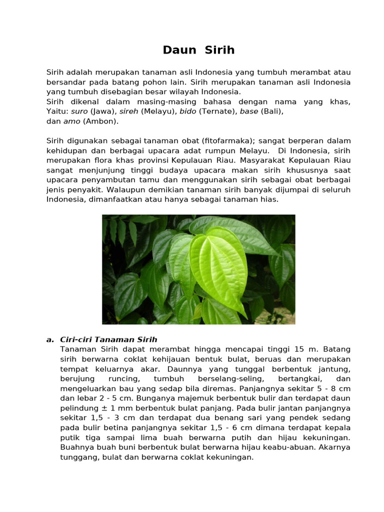 Daun Sirih | PDF