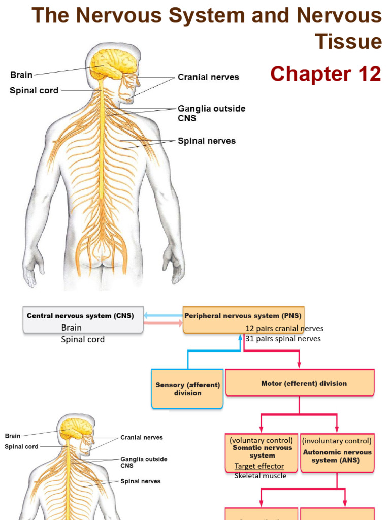 Overview of Nervous System Cells | PDF | Nervous System | Nerve