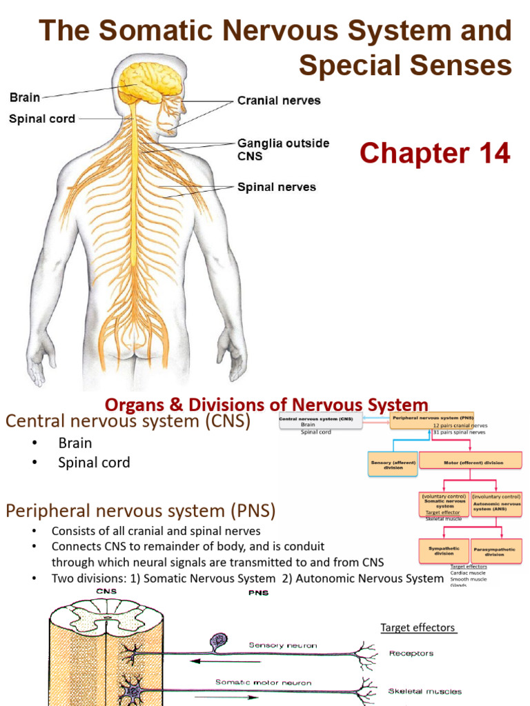 Somatic Nervous System & Special Senses | PDF | Motor Neuron | Nervous ...