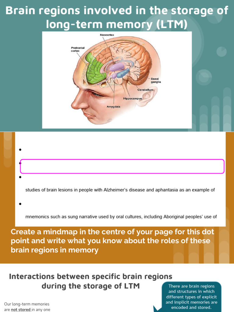 Neocortex and Implicit Memory Storage | PDF | Memory | Long Term Memory