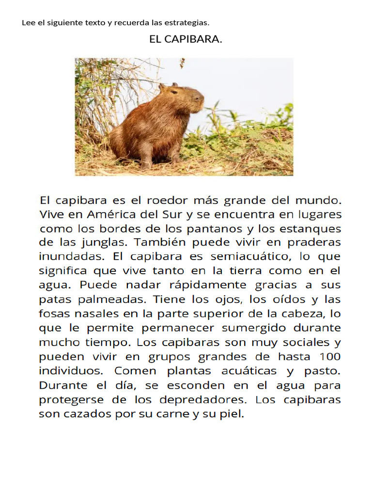 Capibara | PDF