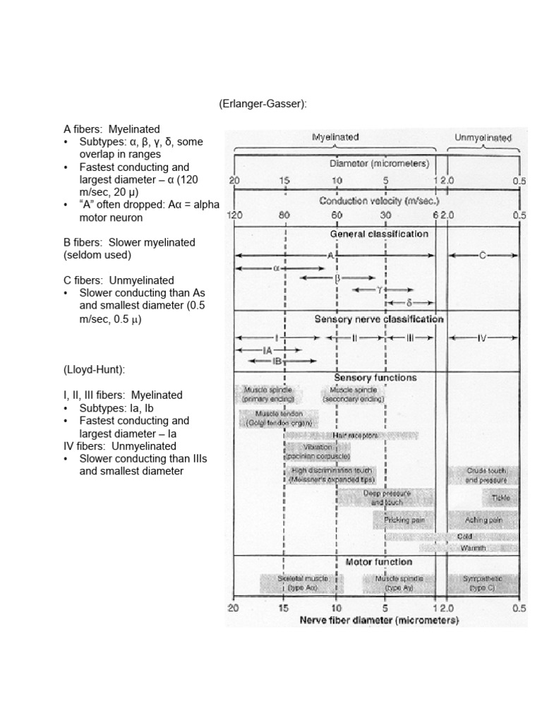 Nerve Fiber Classification | PDF