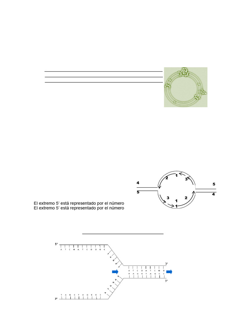 DG5 - Replicación Del ADN, Ciclo Celular y Citoesqueleto | PDF | Replicación De Adn | Adn