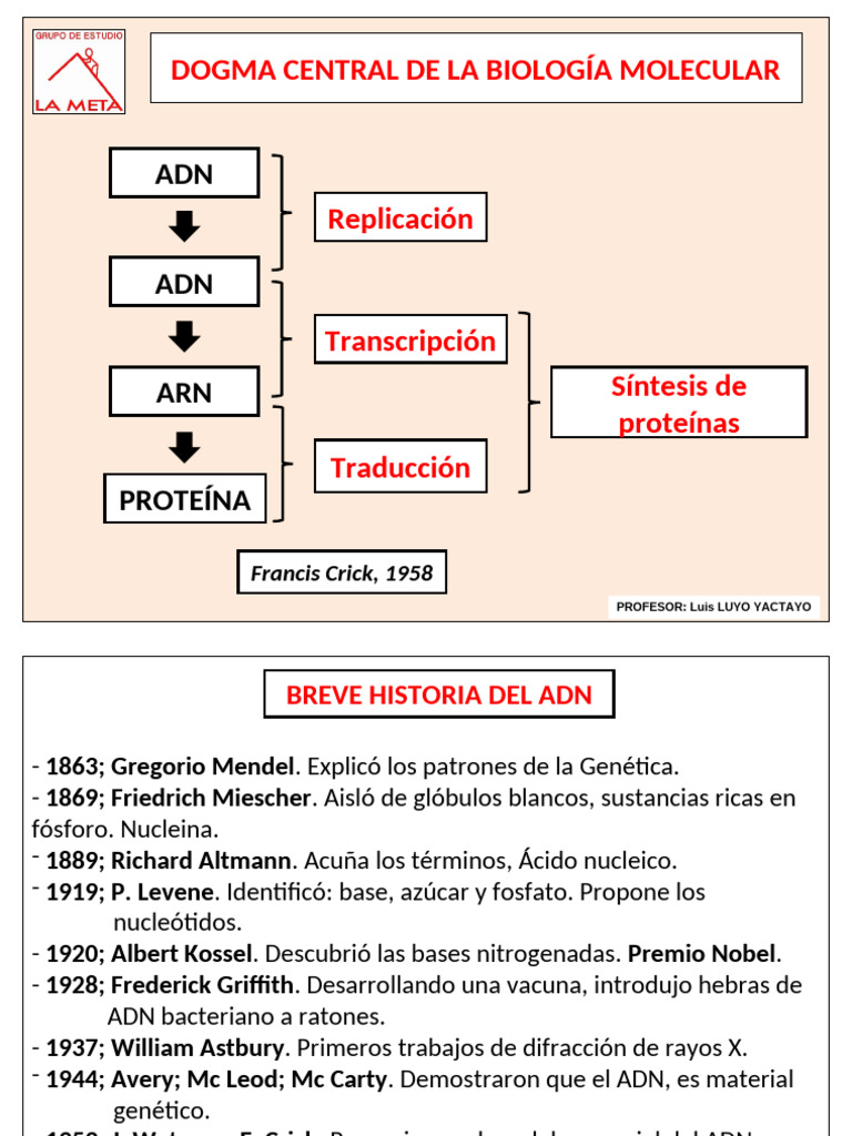 Replicación Del Adn | PDF | Adn | Replicación De Adn