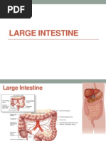 Digestive System of Goats | PDF | Ruminant | Digestion