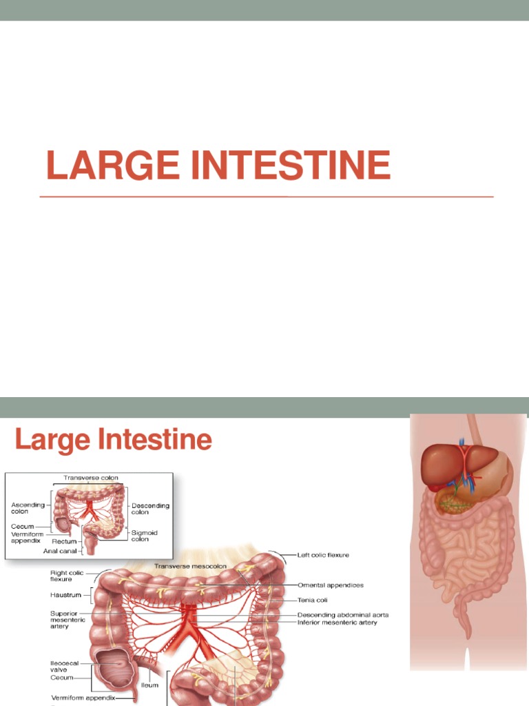 Large Intestine Anatomy Ppt