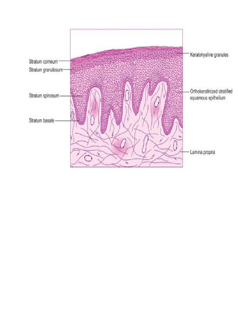 Omm Diagram | PDF
