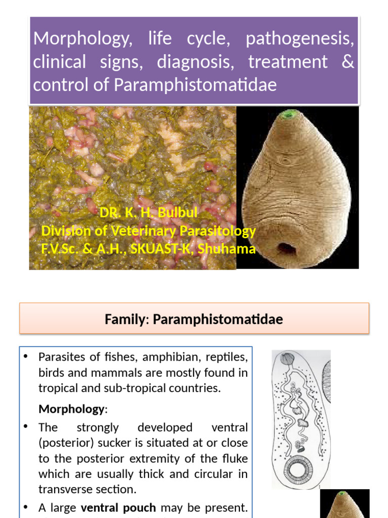 Paramphistomatidae: Morphology & Control | PDF | Diseases And Disorders ...