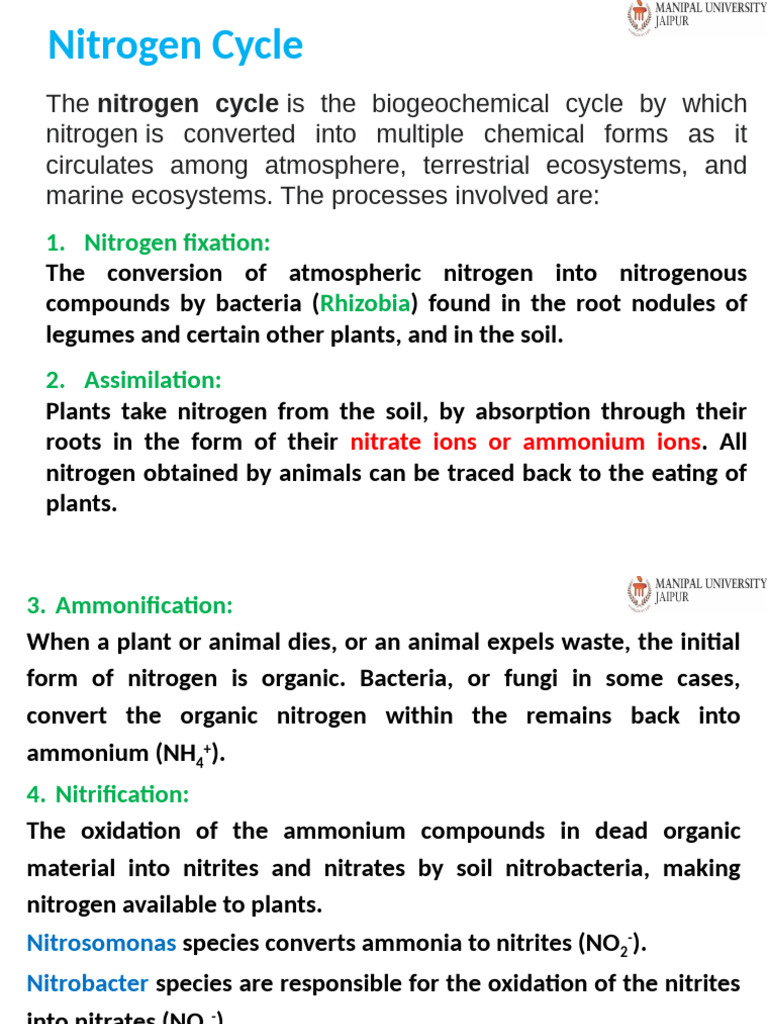 Lec 7 Biogeochemical Cycles | PDF | Sulfur | Earth Sciences