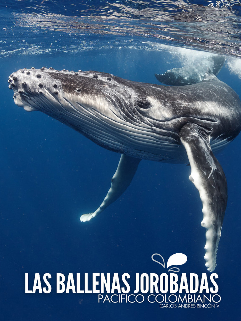 Ballenas Jorobadas en el Pacífico Colombiano | PDF | Cetacea | Clima