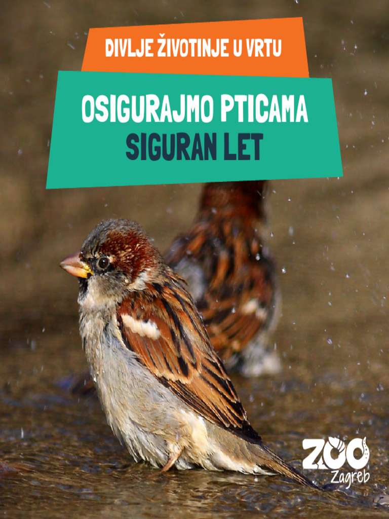 KOLIZIJA PTICA Divlje Zivotinje Brosura | PDF