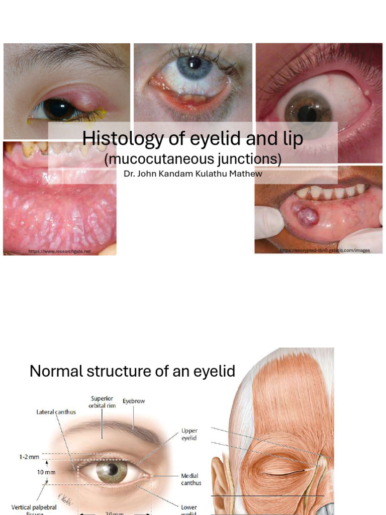 Eyelid and Lip Histology Overview | PDF | Epithelium | Skin
