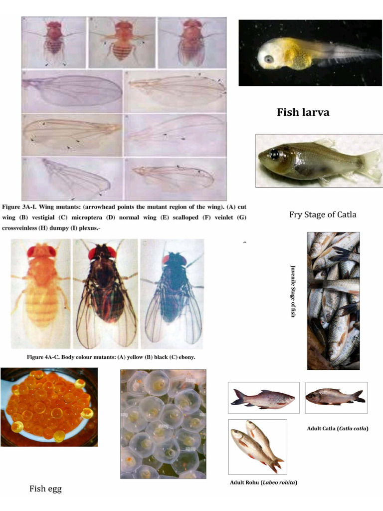 Drosophila & Fish Development Pic | PDF