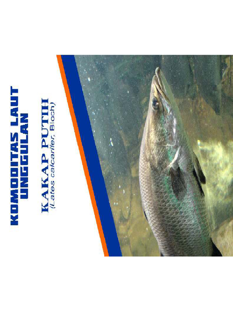 Desain Poster Ikan 2 | PDF