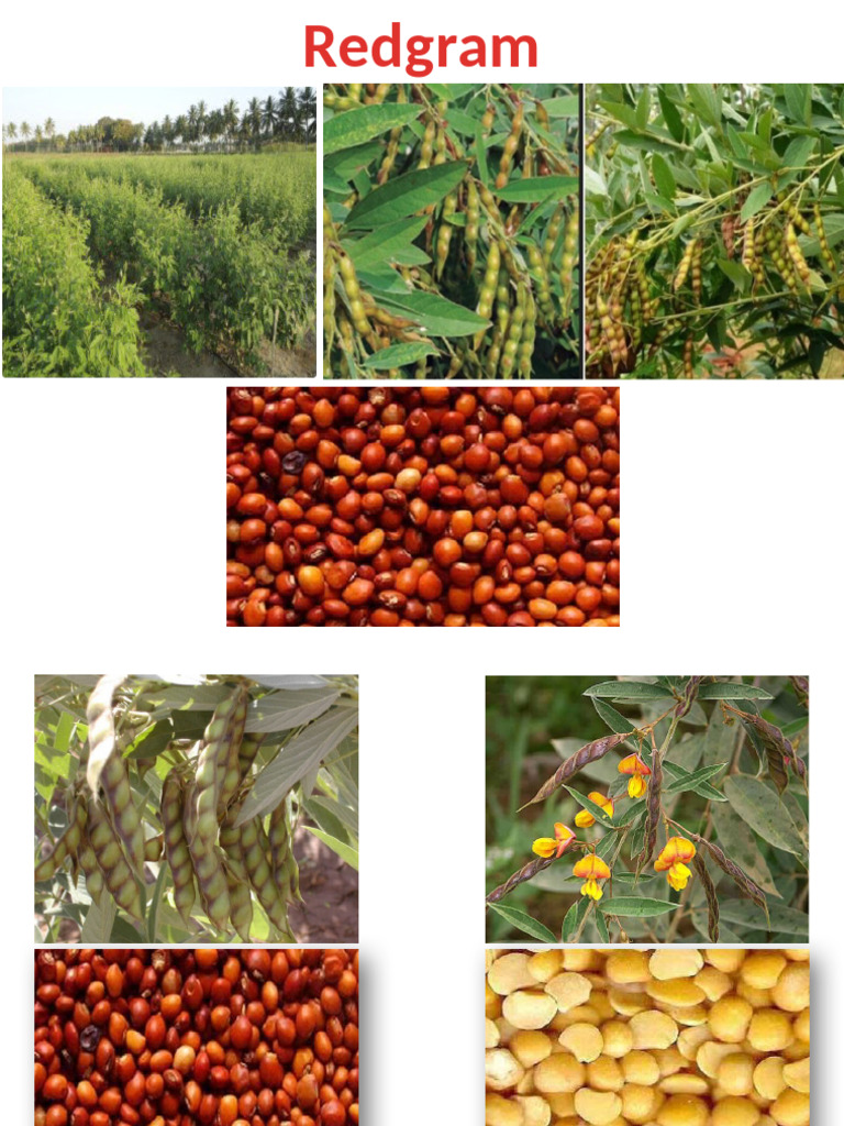 Red Gram: Cultivation and Importance | PDF | Legume | Chickpea
