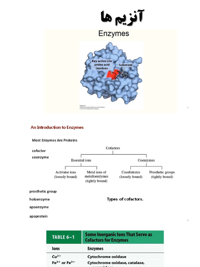 Enzymes | PDF