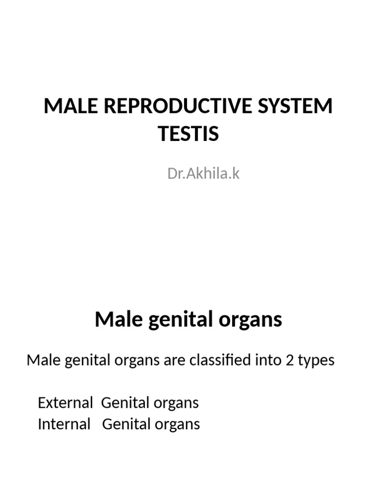 Male Reproductive System - Testis | PDF