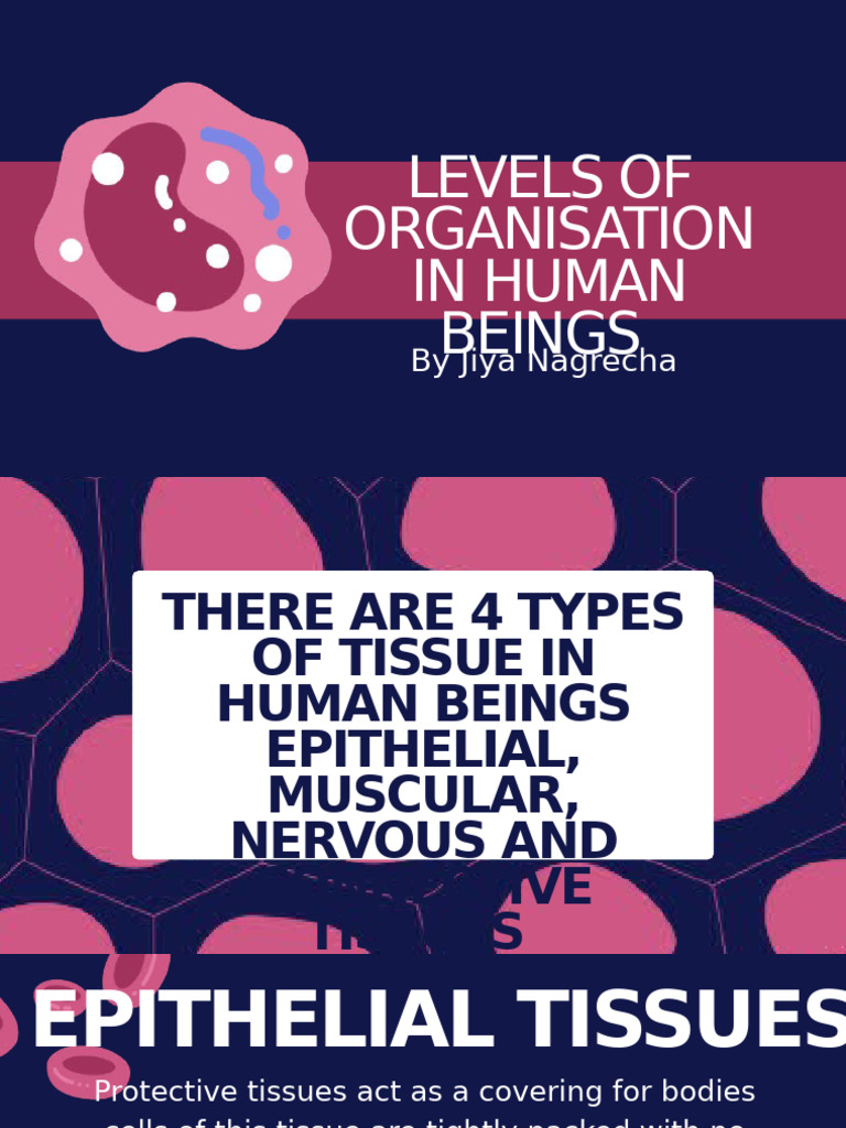 Tissues in Animals and Humans - 20240926 - 165222 - 0000 | PDF