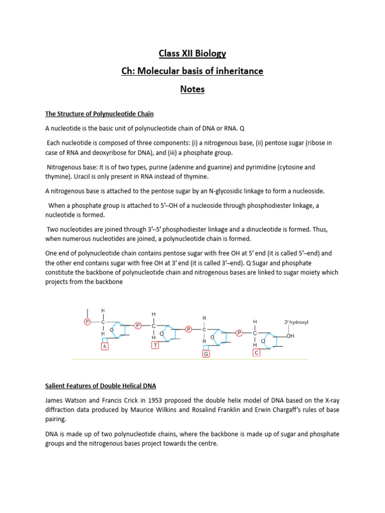 Molecular Basis of Inheritance (Class XII NOTES) ' With You | PDF ...