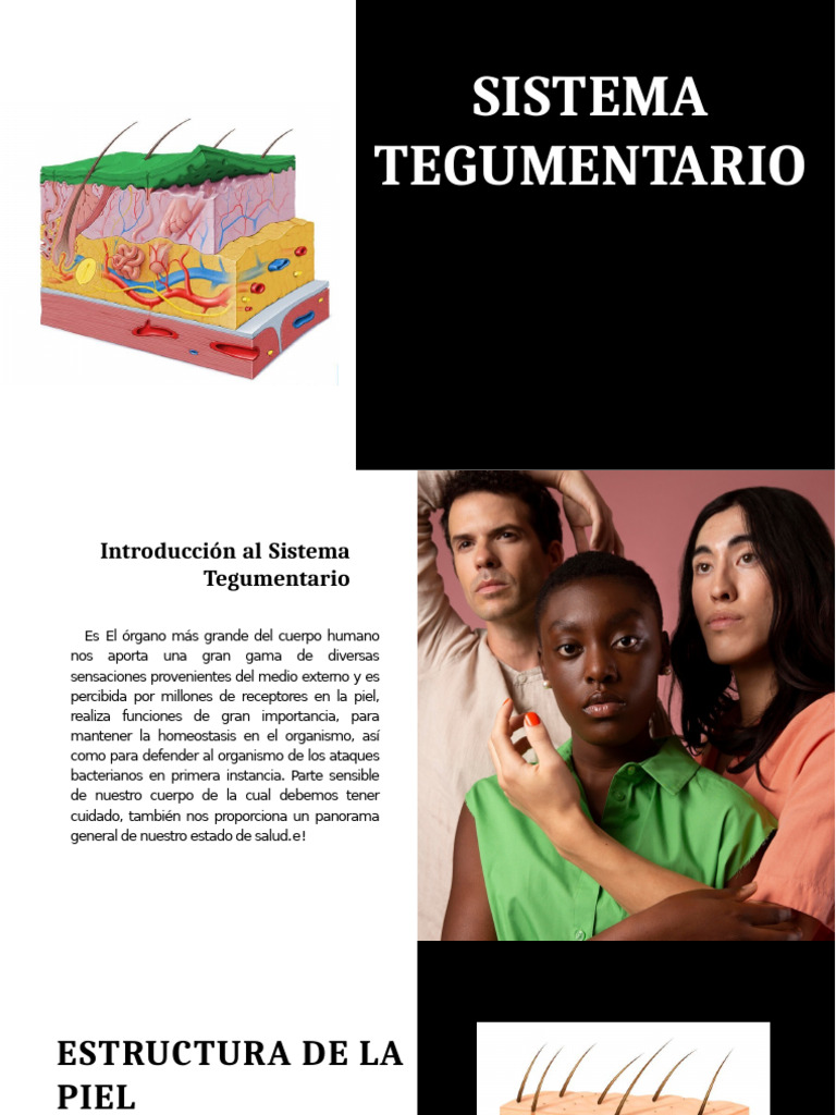 Sistema Tegumentario | PDF | Piel | Sistema tegumentario