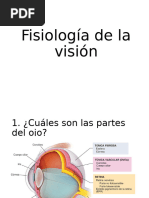 Estructura y Función de Fotorreceptores | PDF | Percepción visual ...