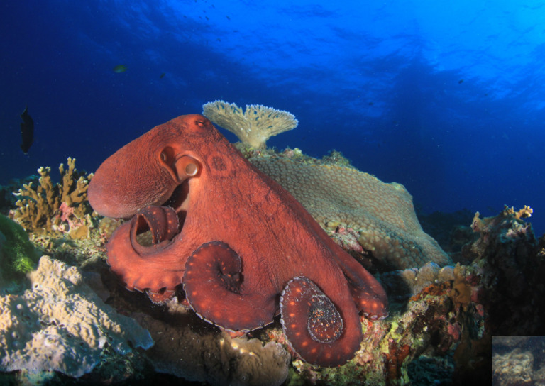 Octupus | PDF