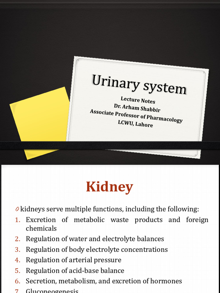 Urinary System by Dr. Arham Shabbir | PDF | Kidney