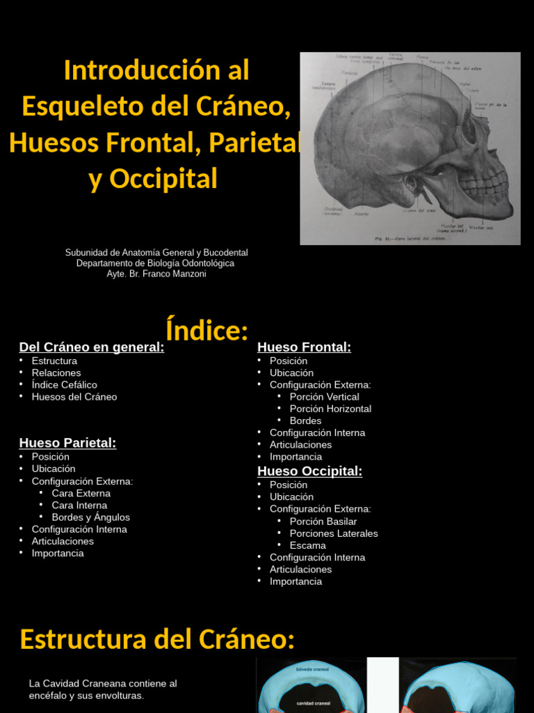 02-Frontal, Parietal y Occipital 2 | PDF | Cráneo | Cabeza y cuello humanos