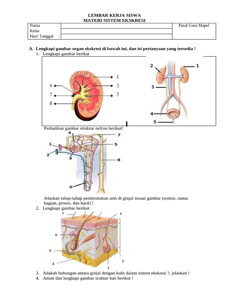 LKPD Sistem Ekskresi | PDF