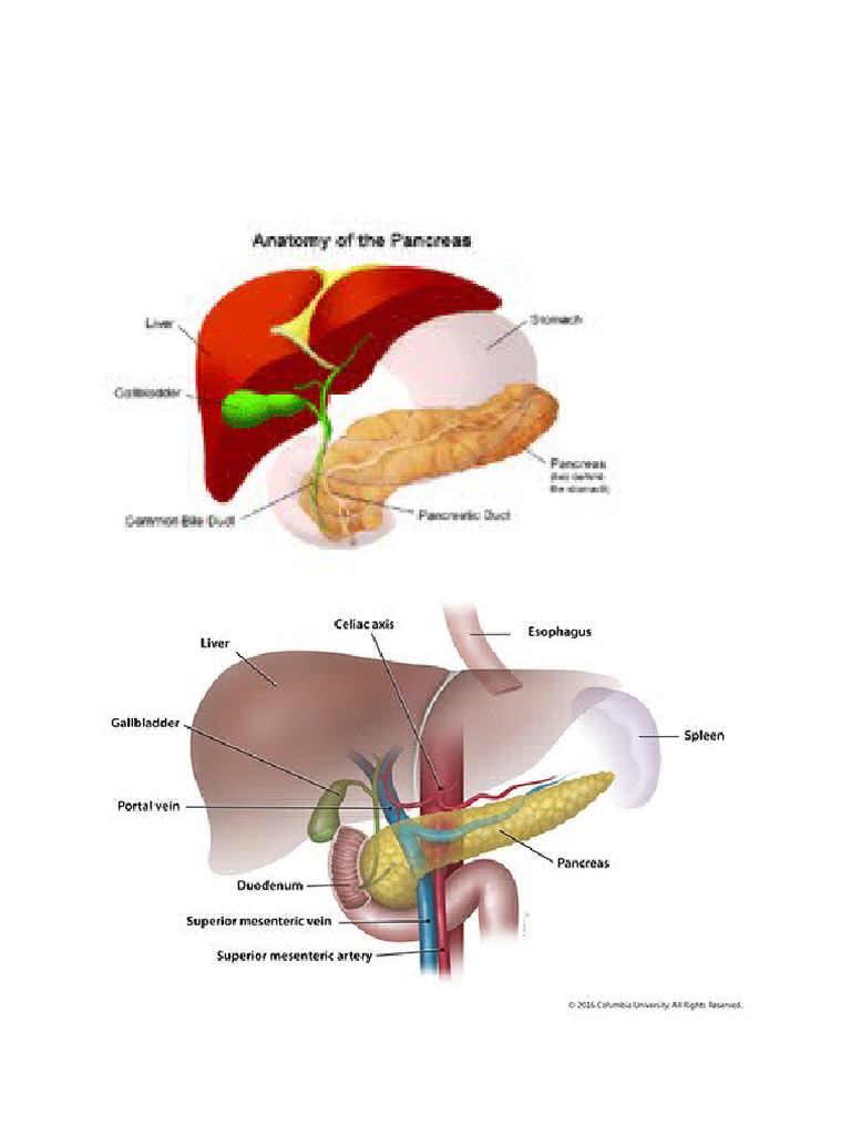 LIV BIO PRO LHS | PDF