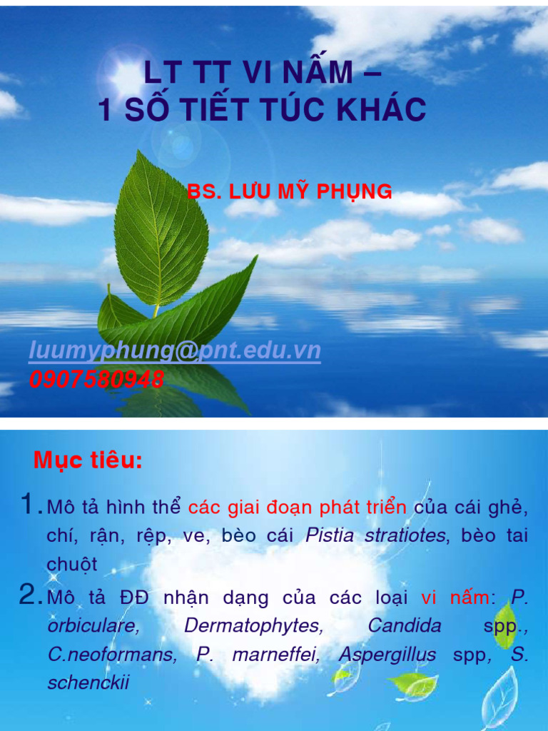 LT TT Vi Nam | PDF