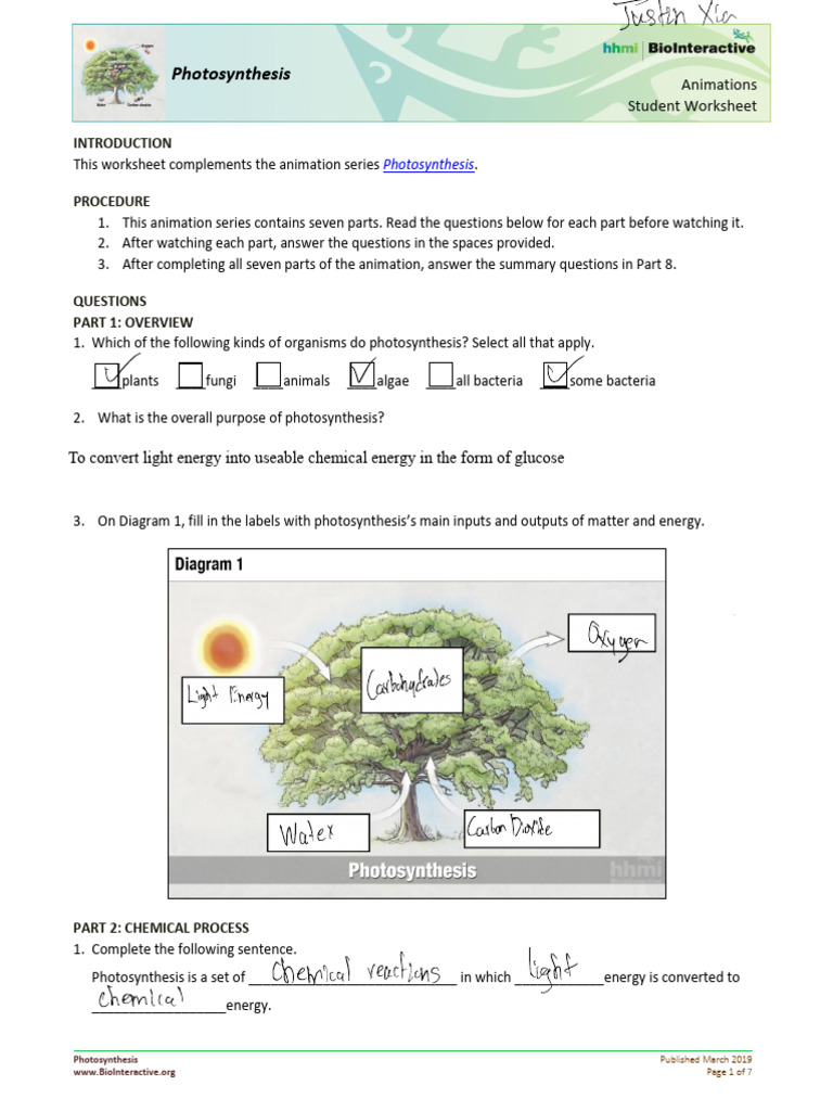 Photosynthesis StudentWS Animation | PDF | Photosynthesis | Adenosine ...