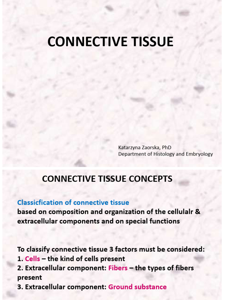Connective Tissue Lecture | PDF | Connective Tissue | Extracellular Matrix